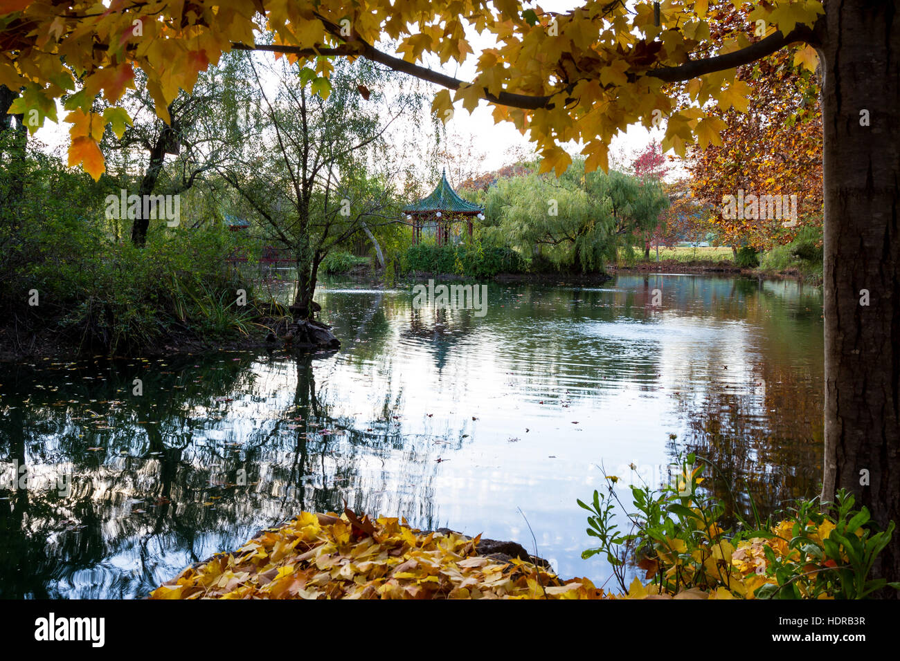 calming autumn scene with a peaceful pond and leaves in a variety of ...