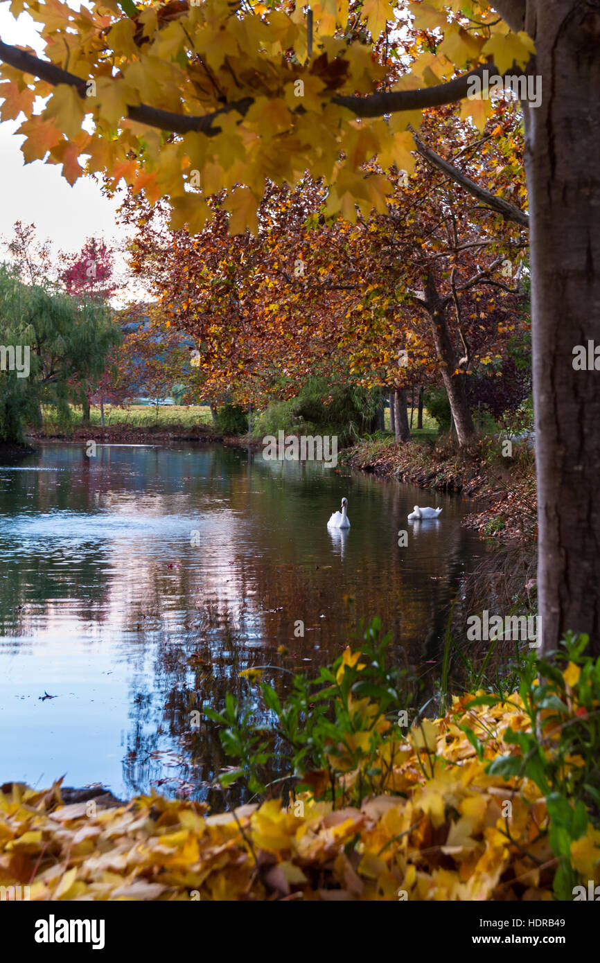 Golden swan garden hi-res stock photography and images - Alamy