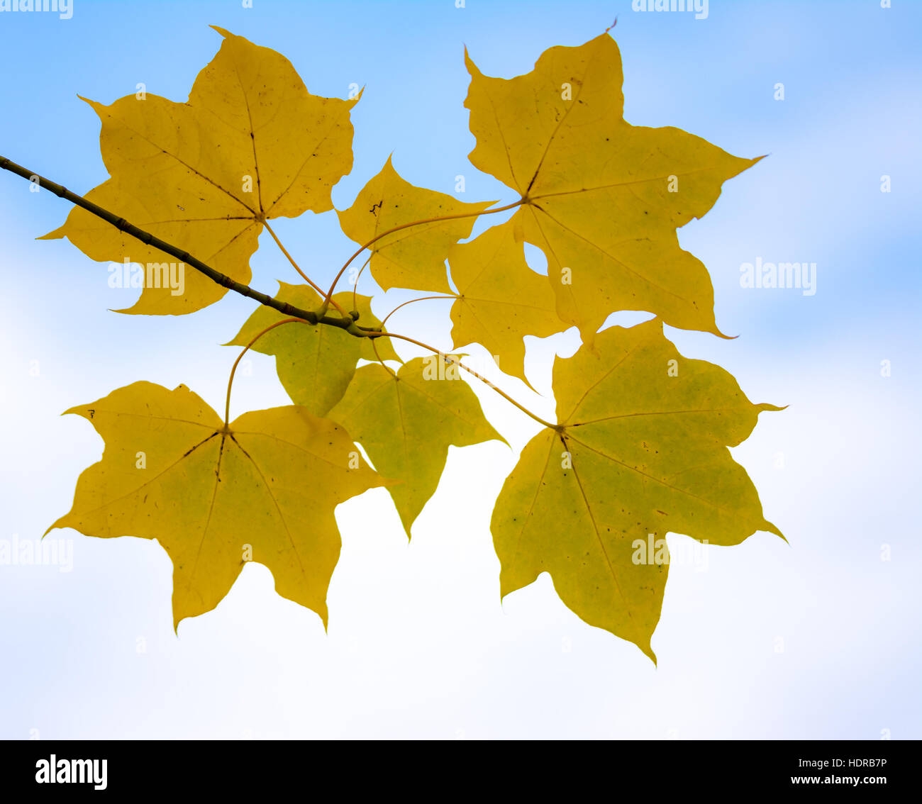 Closeup of a twig with yellow maple leaves Stock Photo - Alamy
