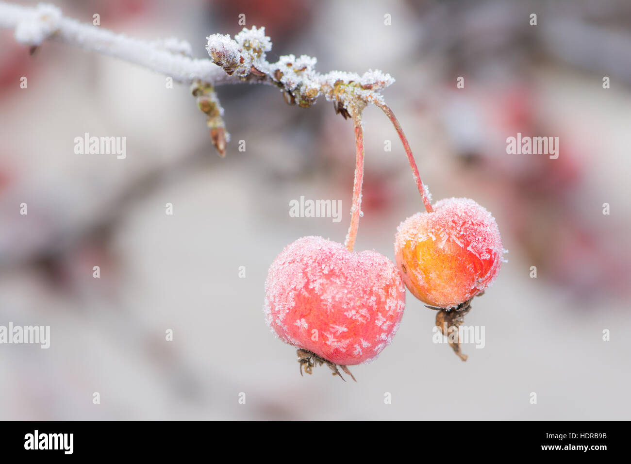 Frozen ripe apples covered with frost Stock Photo - Alamy