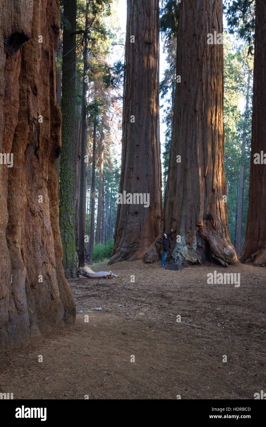big sequoias in a group with a man standing at the base to get an idea ...