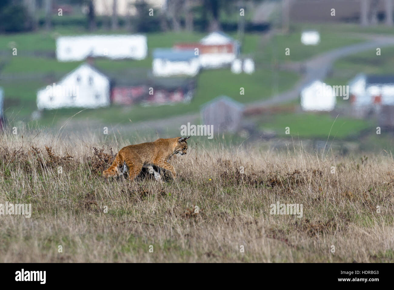 Bobcat california hi-res stock photography and images - Alamy