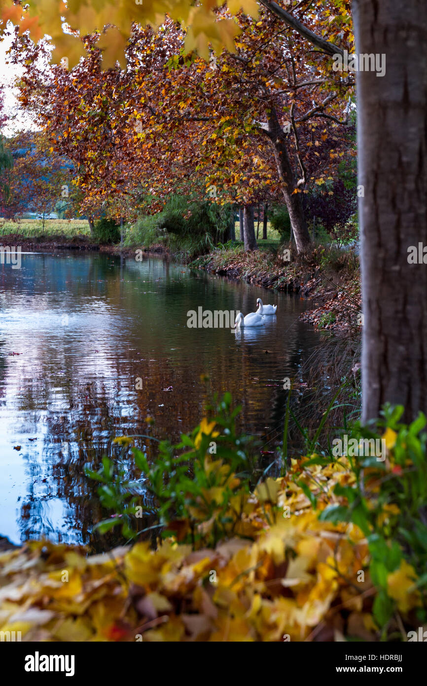 Golden swan garden hi-res stock photography and images - Alamy