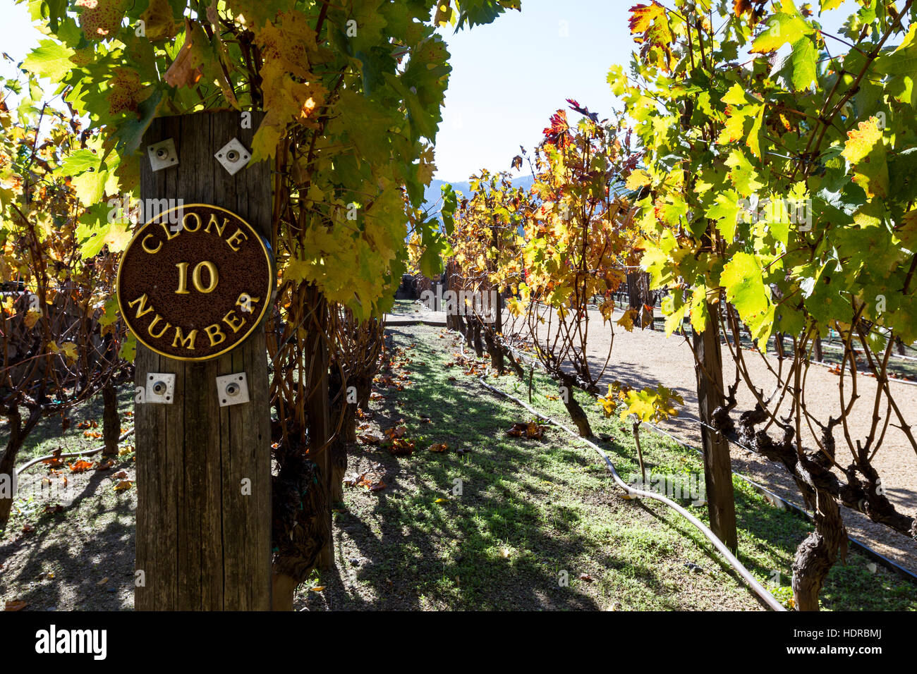 small row of grape vines with a table of Clone as a new varietal shot ...