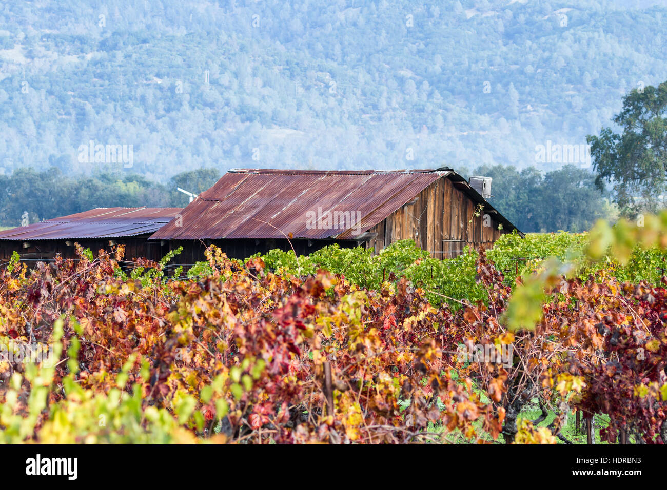 wooden building with rusted tin roof in the middle of a vineyard with a ...