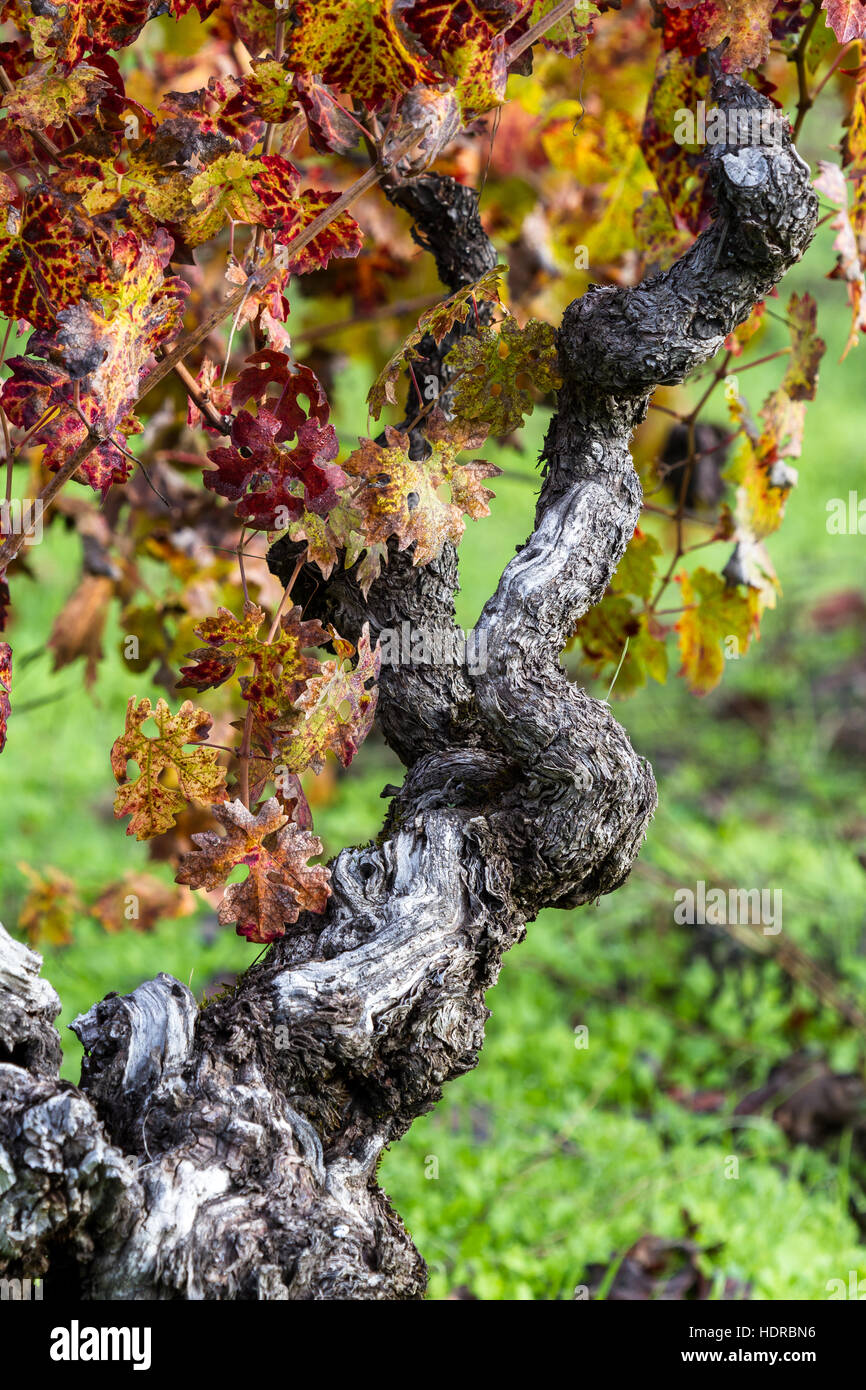 beautiful old grape vine with knots everywhere and autumn colors on its ...
