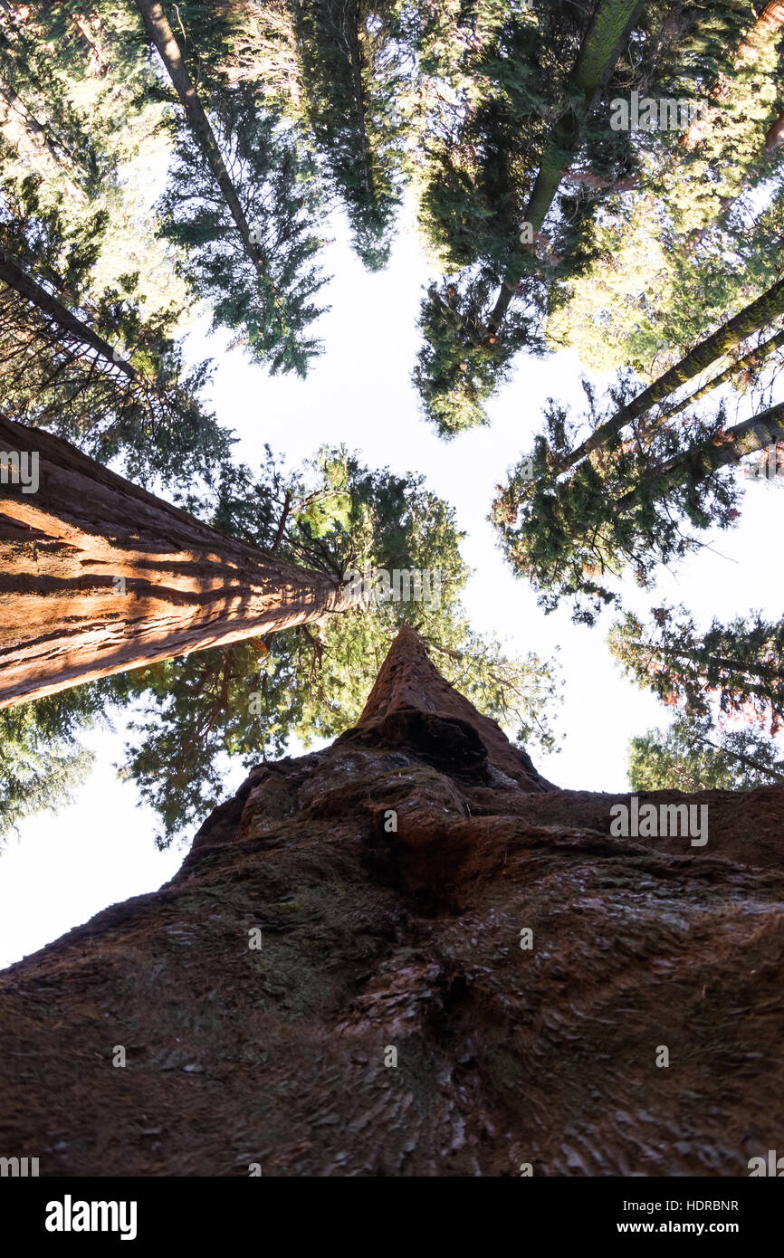 looking up to a giant sequoia tree in the Sequoia National Park in ...