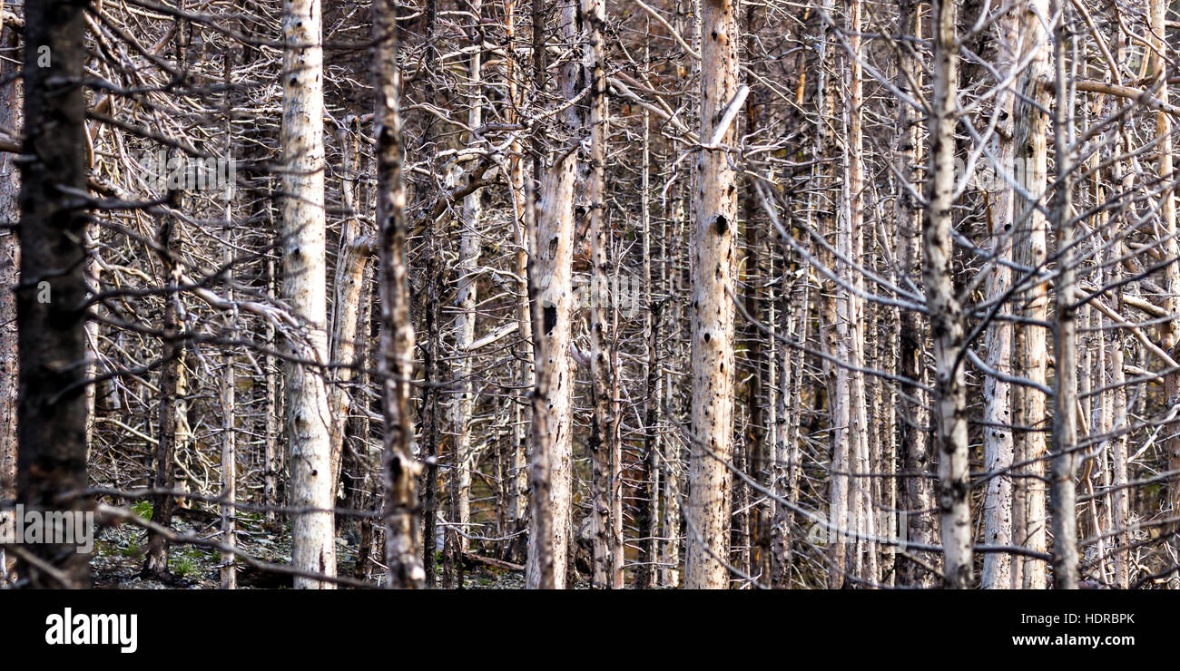 group of dead trees standing strong g after an old wildfire in Glacier ...