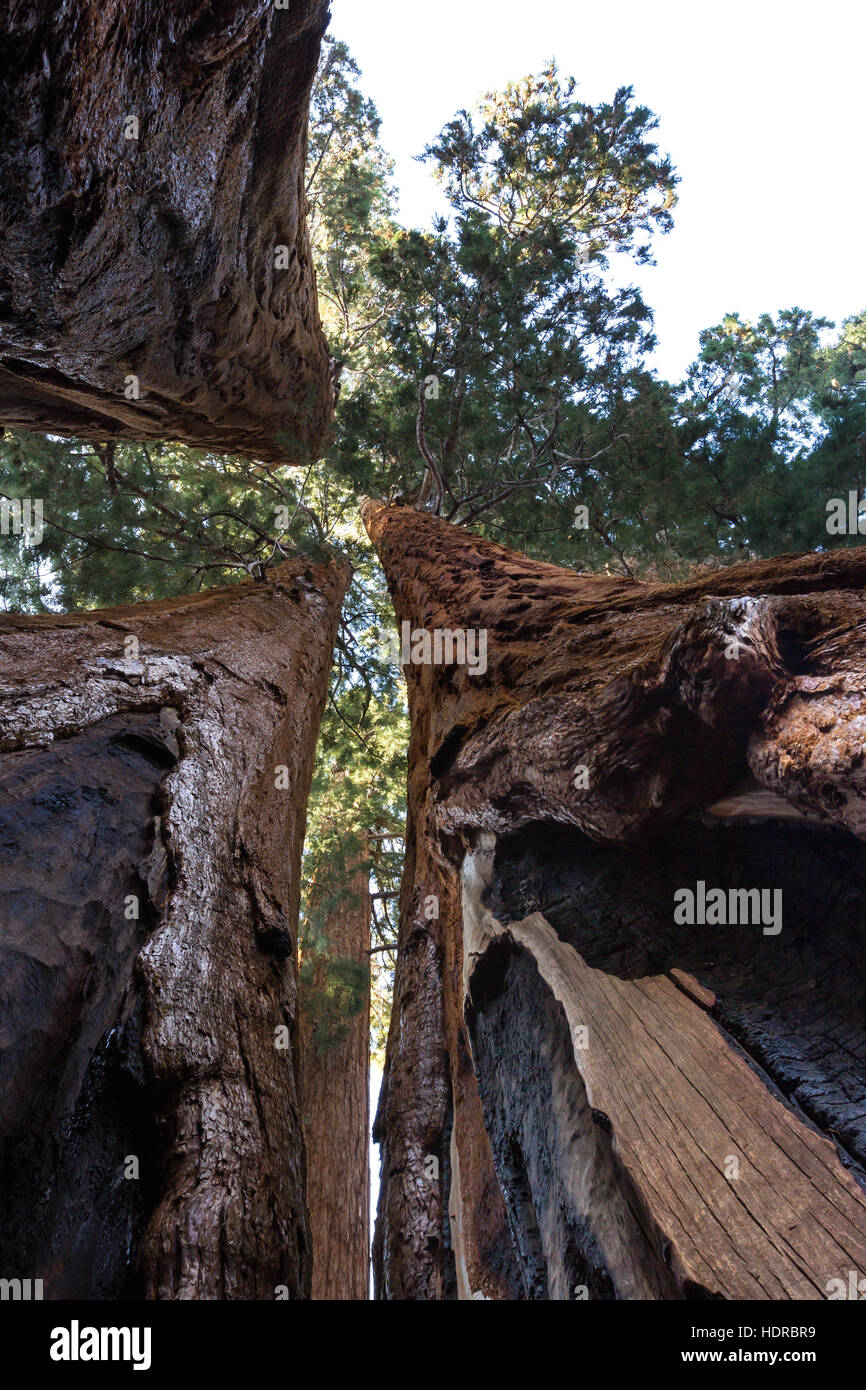 looking up perspective of a grouping of giant sequoias in the Sequoia ...