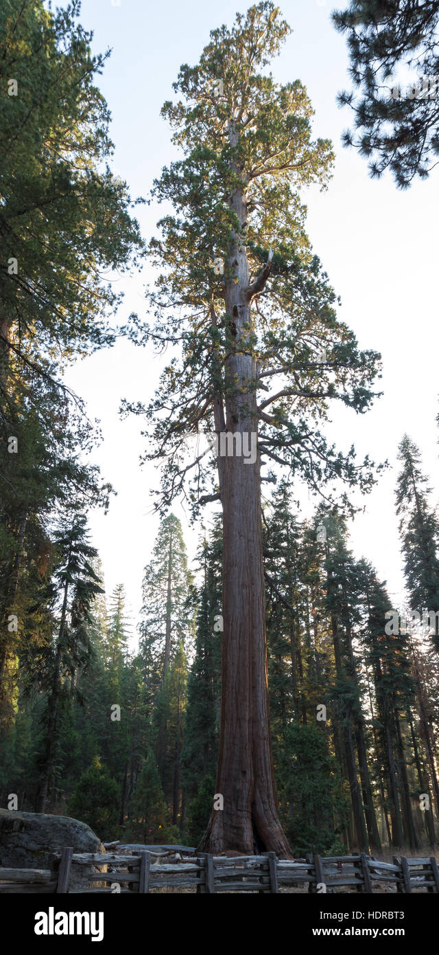 Giant Sequoia Tree Branches High Resolution Stock Photography and ...