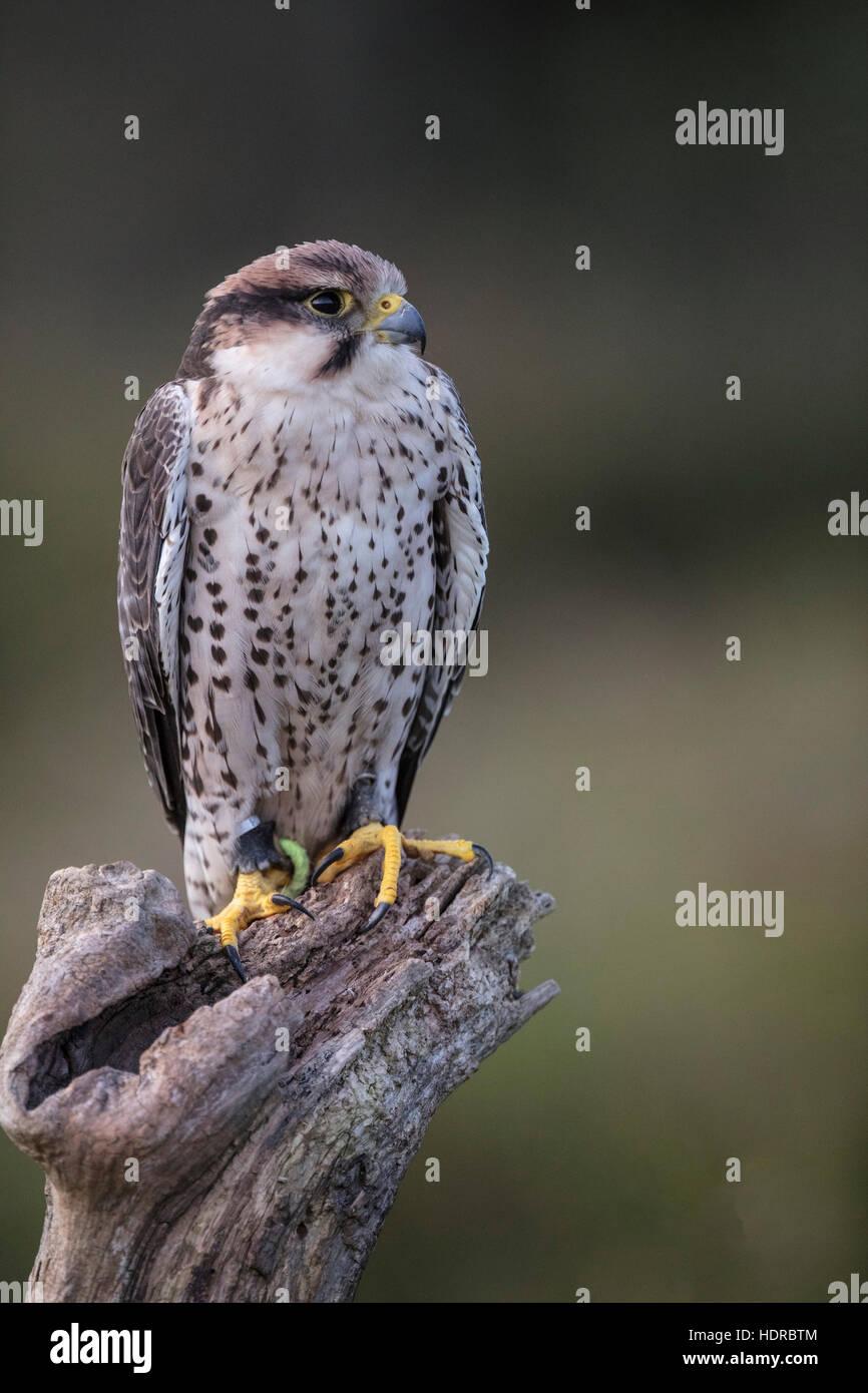 Lanner Falcon at Canadian Raptor Conservancy, awaiting his handler's ...