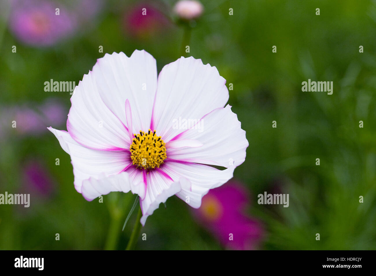 Cosmos bipinnatus 'Vega mixed' flowers Stock Photo - Alamy