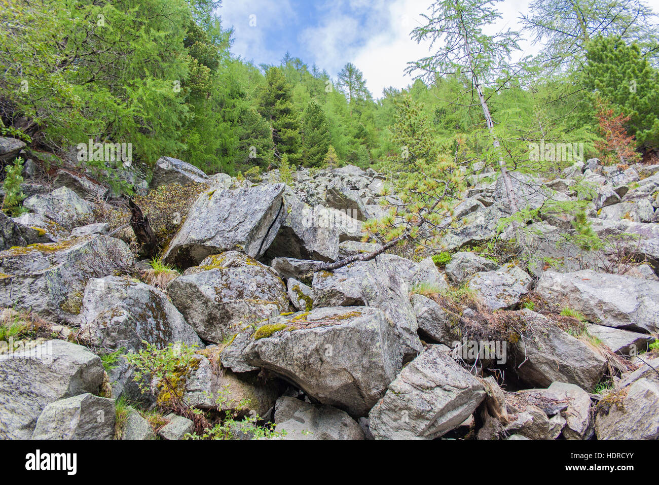 Rocks and trees on italian Alps Stock Photo - Alamy