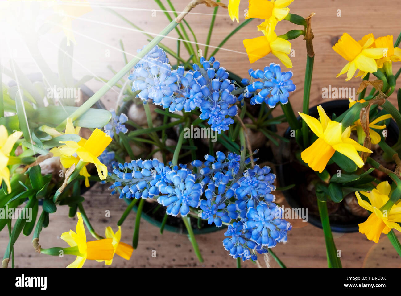 Sunny Spring Flowers, Narcissus And Grape Hyacinth Stock Photo - Alamy
