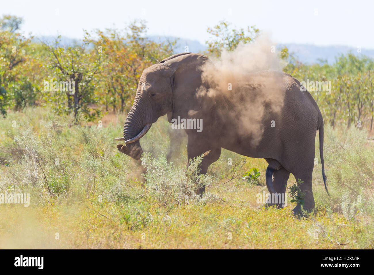 One African Elephant walking in the distance and blowing dust. Wildlife ...