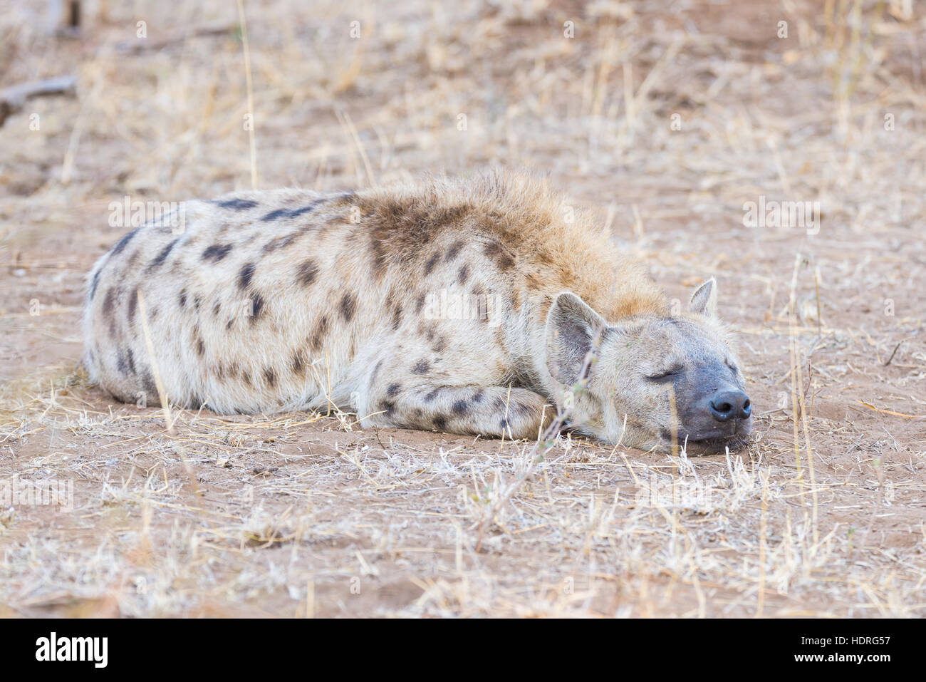 Close up and portrait of a cute Spotted Hyena lying down in the bush ...