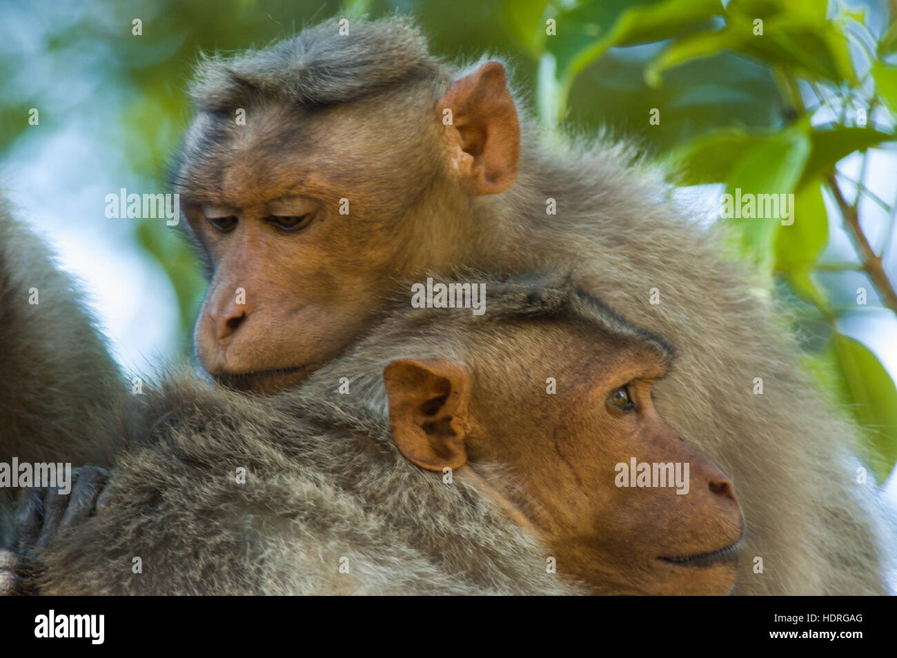 Rhesus Macaque grooming the others fur at Nandi Hills Bangalore Stock ...