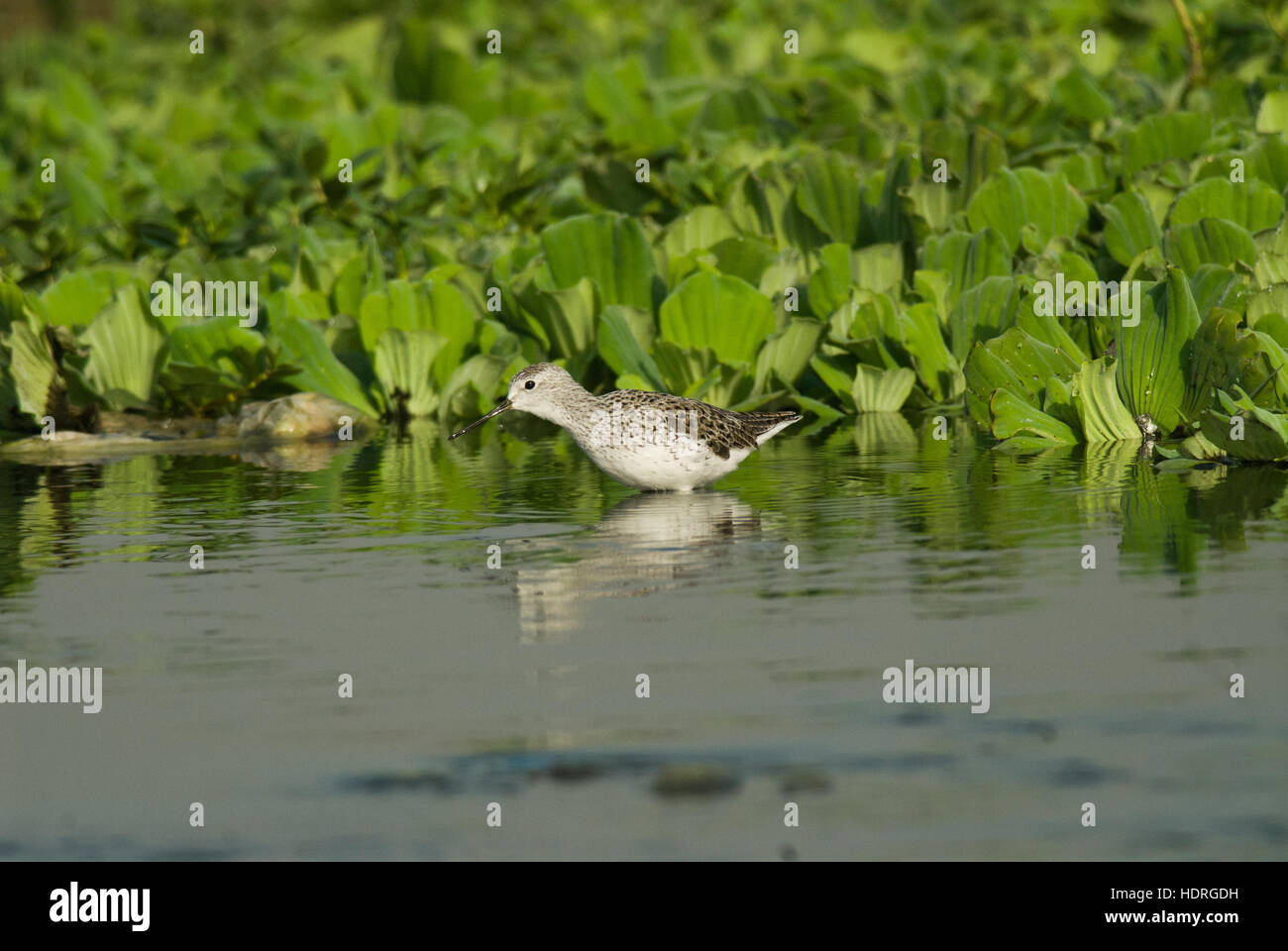 Marsh Sandpiper foraging for food in Kavdi, Pune Stock Photo - Alamy