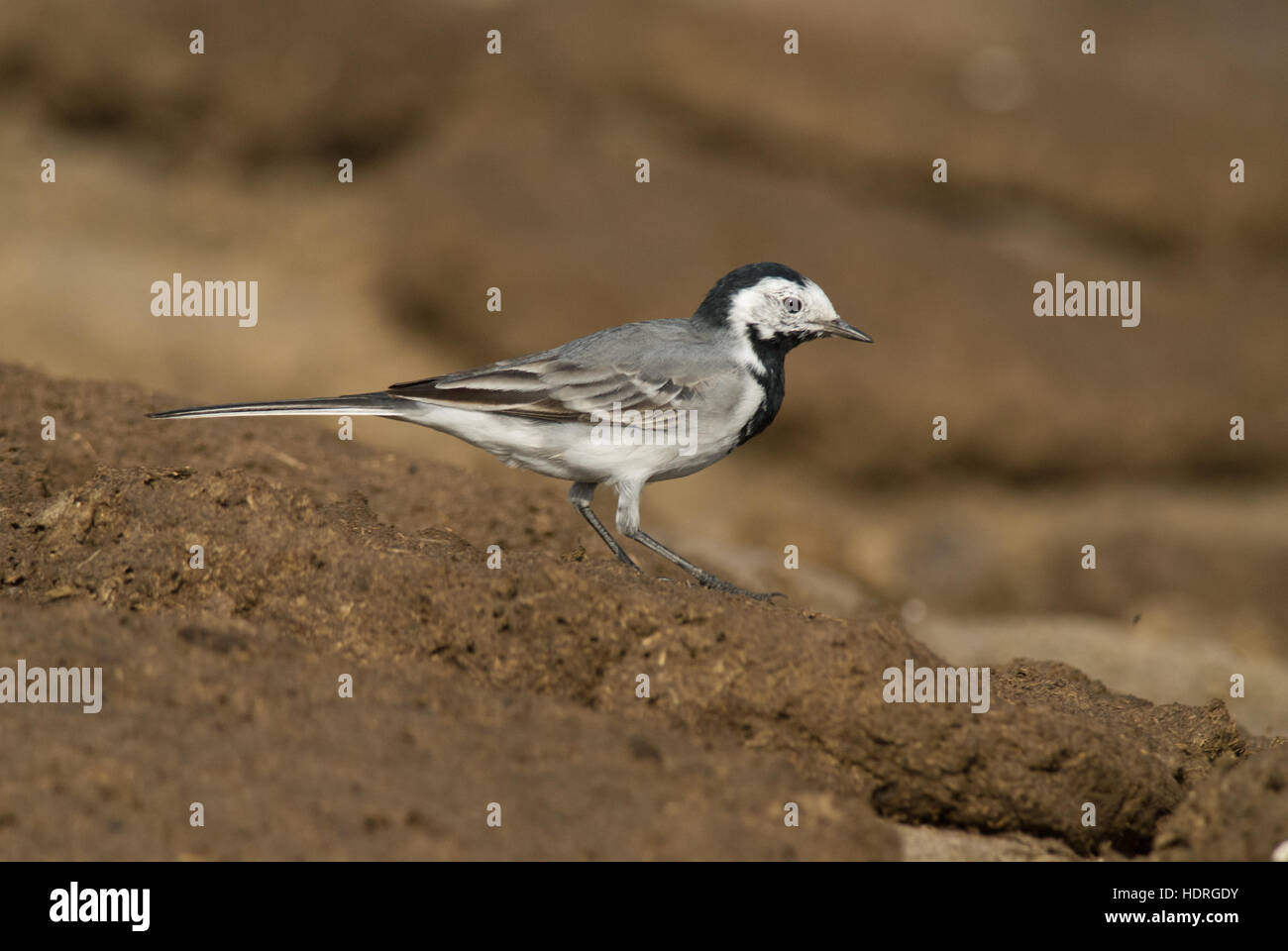 White Wagtail insectivorous bird of open country, often near habitation ...