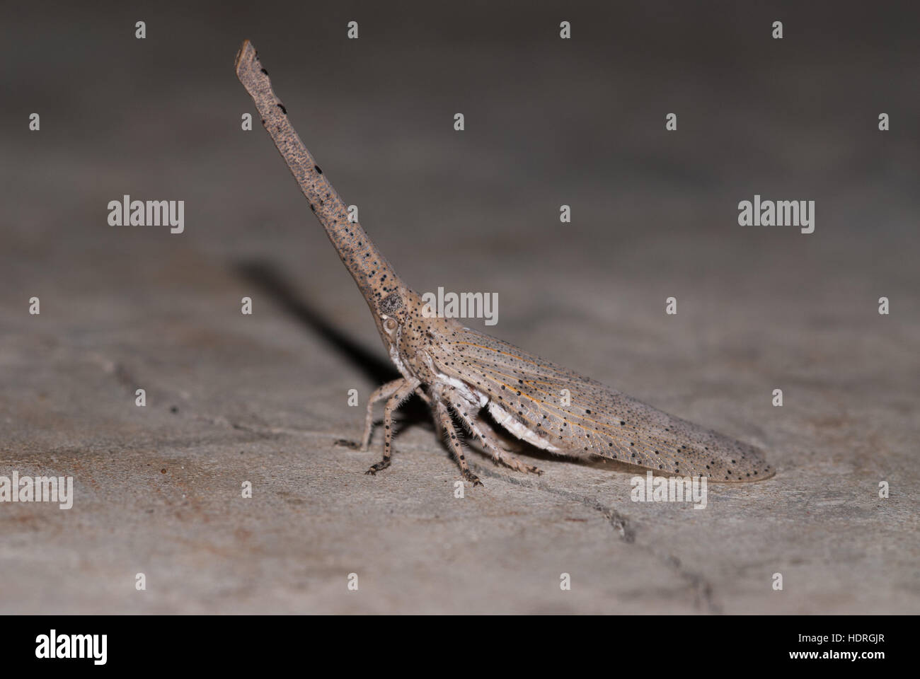 Insect india hi-res stock photography and images - Alamy