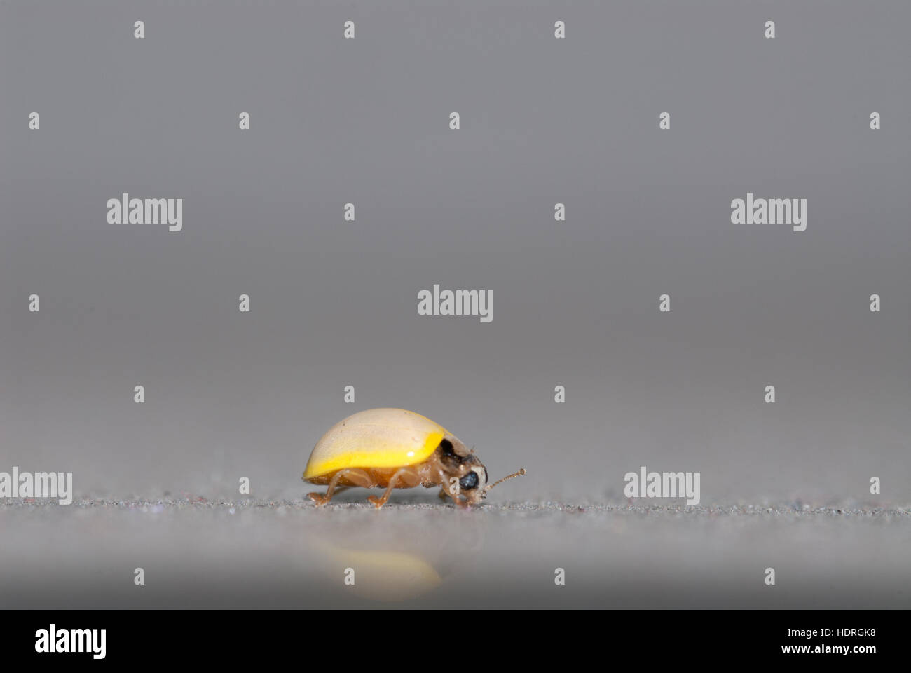 Small yellow beetle Spotless ladybird Stock Photo - Alamy