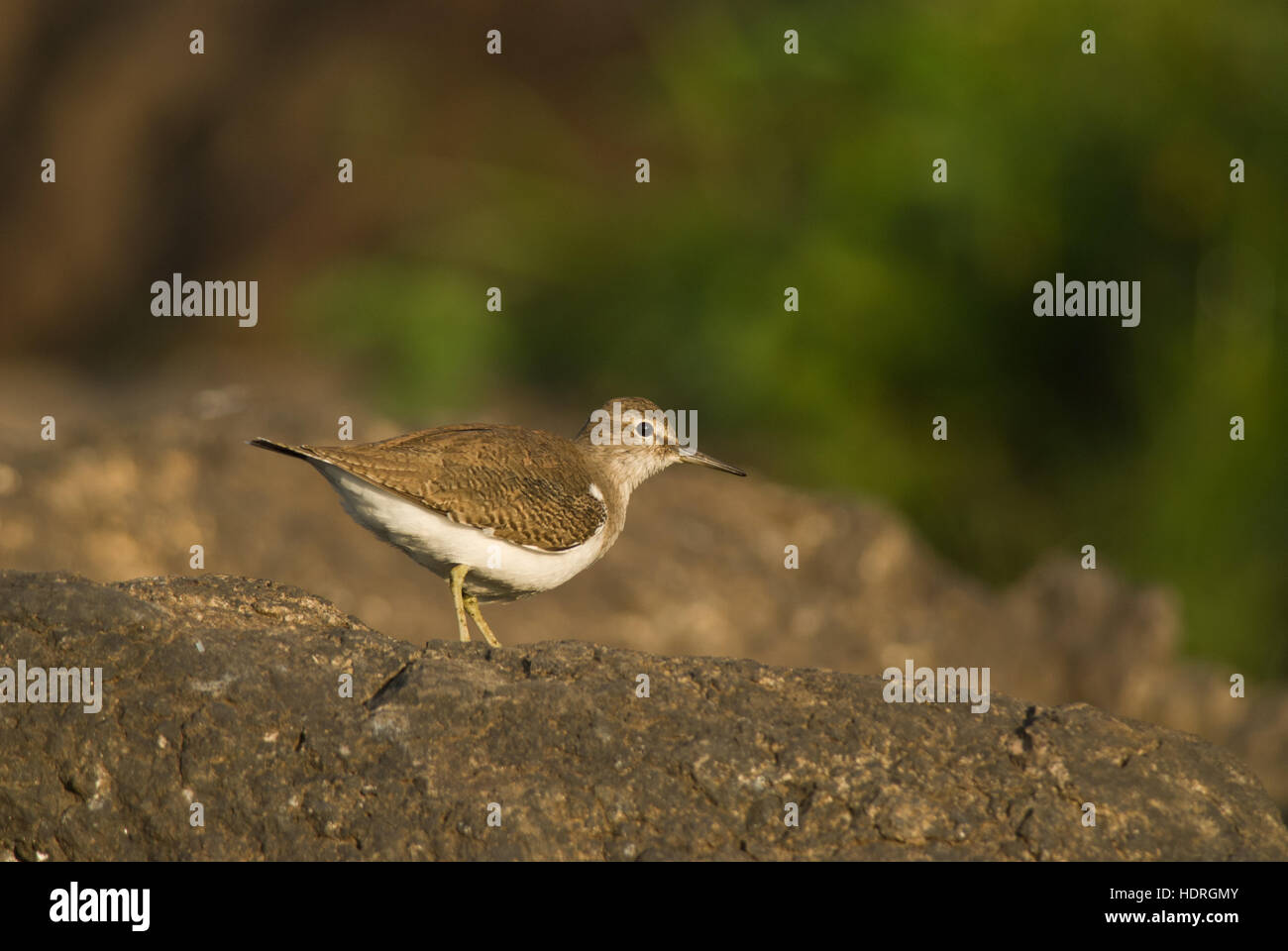 Bird photography in pune hi-res stock photography and images - Alamy