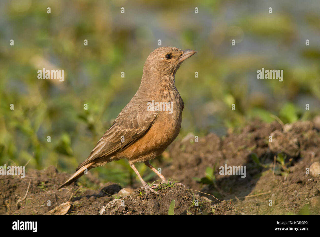 The rufous-tailed lark (Ammomanes phoenicura), also sometimes called ...