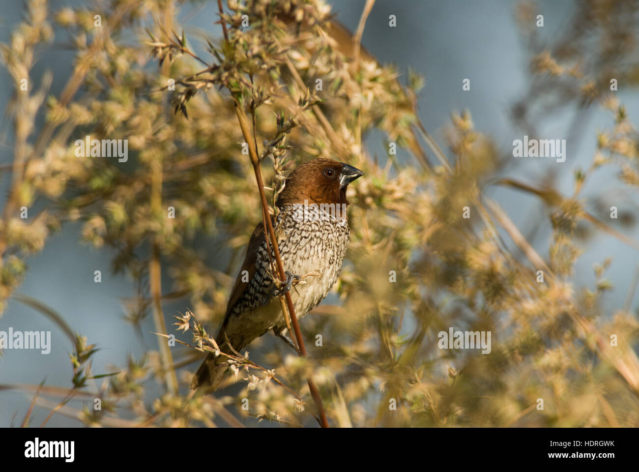 The Scaly-breasted Munia or Spotted Munia (Lonchura punctulata), known ...