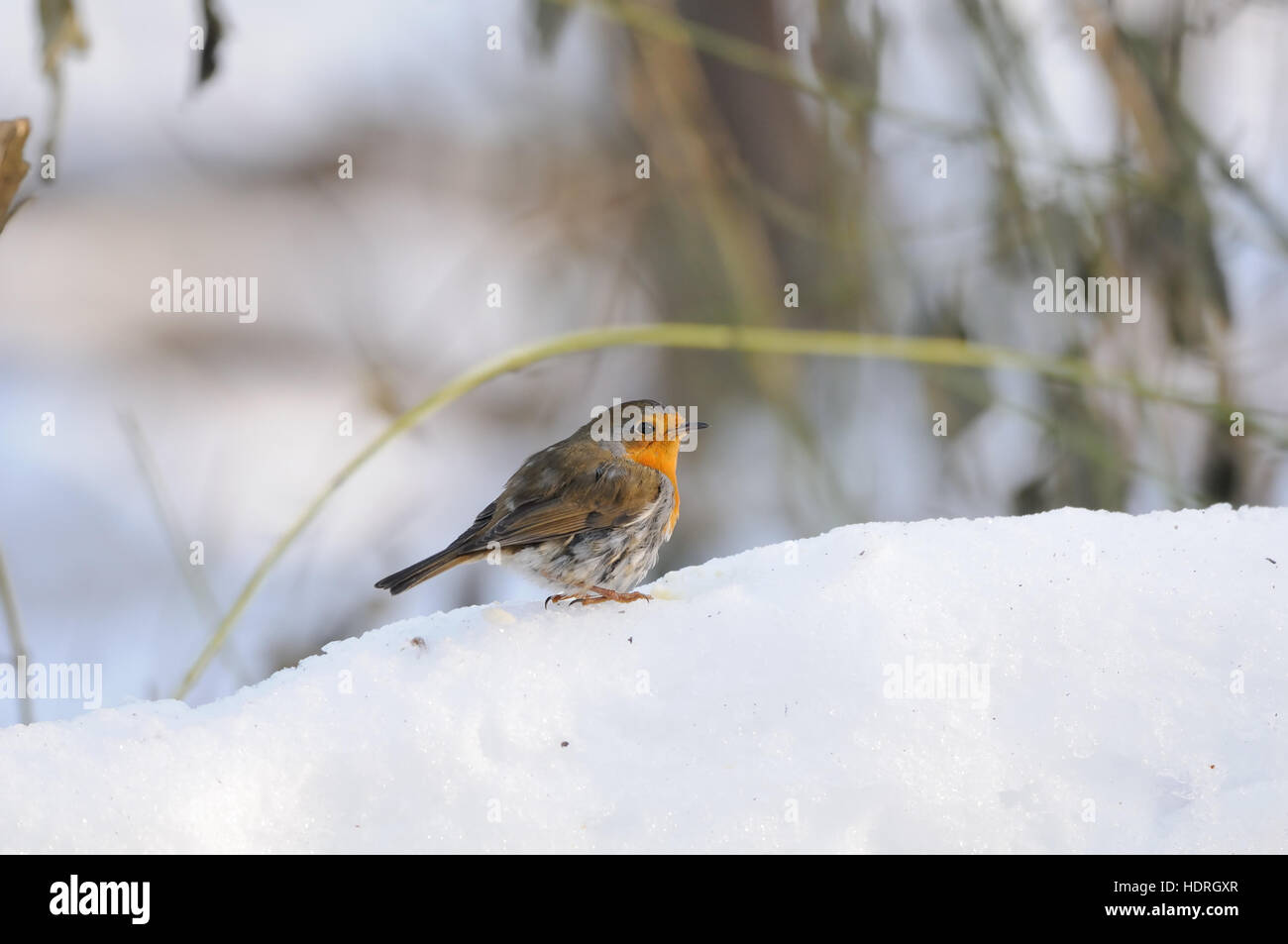 European Robin (Erithacus rubecula) wintering in city park. Moscow ...