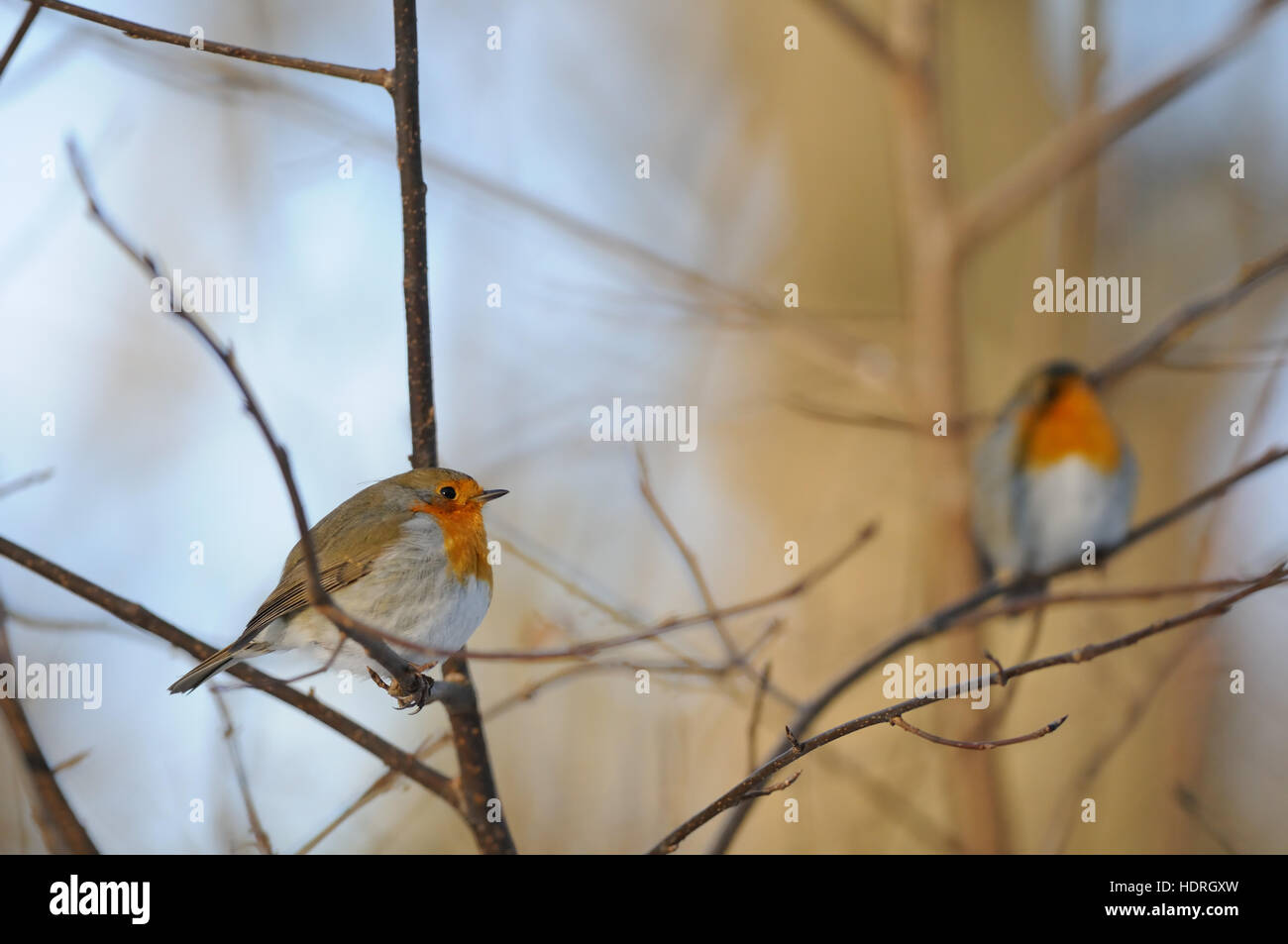 Two perching European Robins (Erithacus rubecula) in winter. Moscow ...