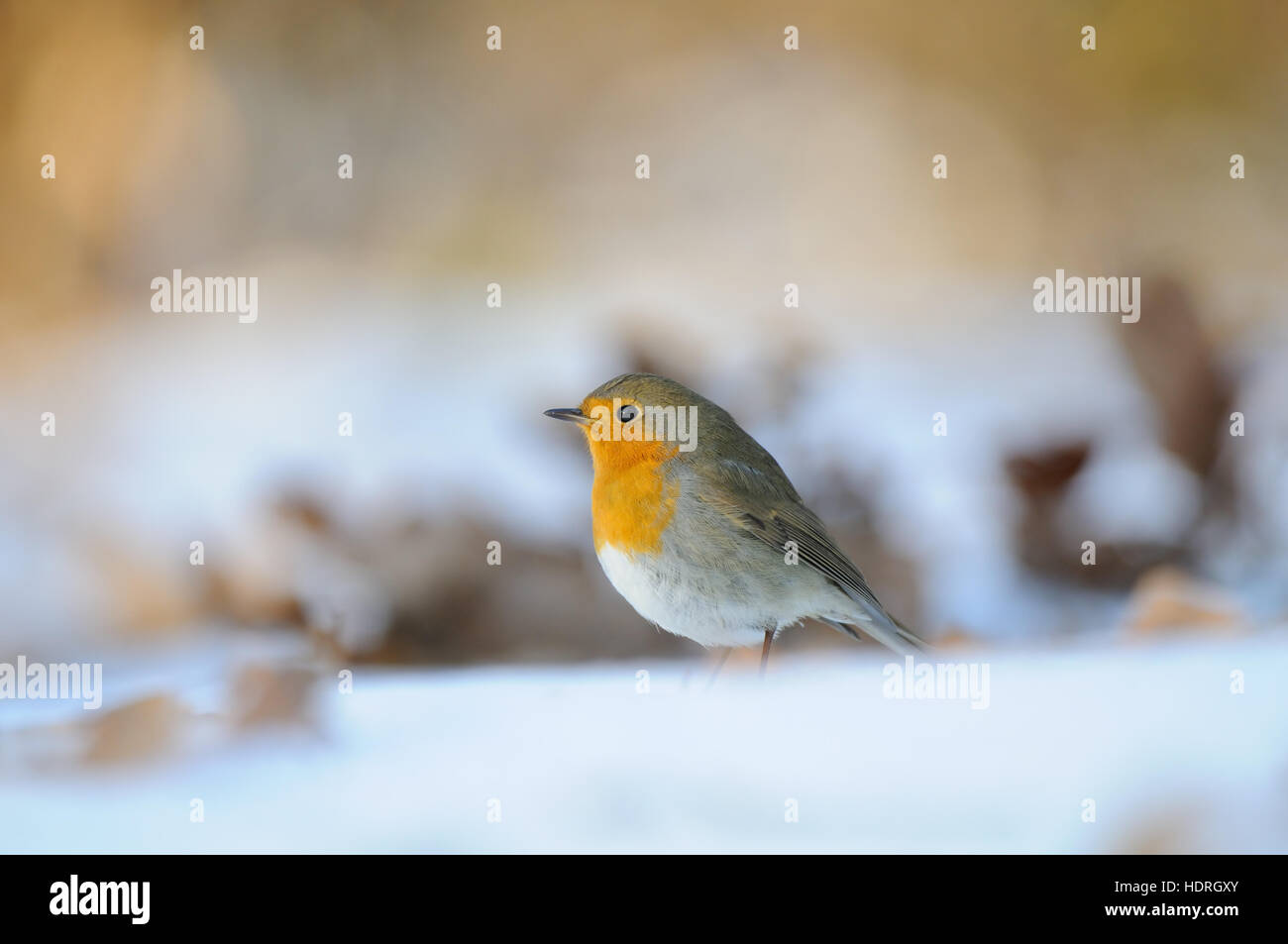 European Robin (Erithacus rubecula) wintering in city park. Moscow ...