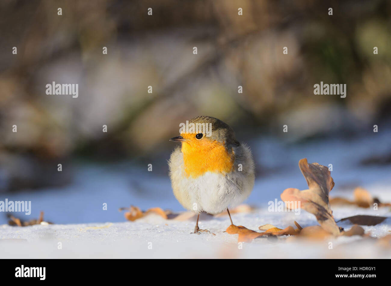 European Robin (Erithacus rubecula) wintering in city park. Moscow ...