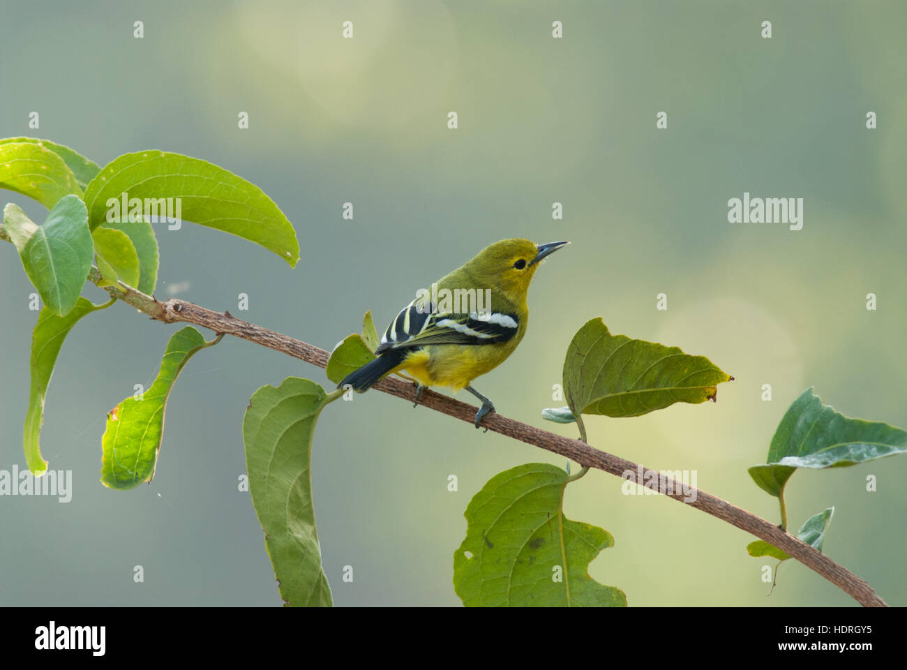 Indian iora hi-res stock photography and images - Alamy