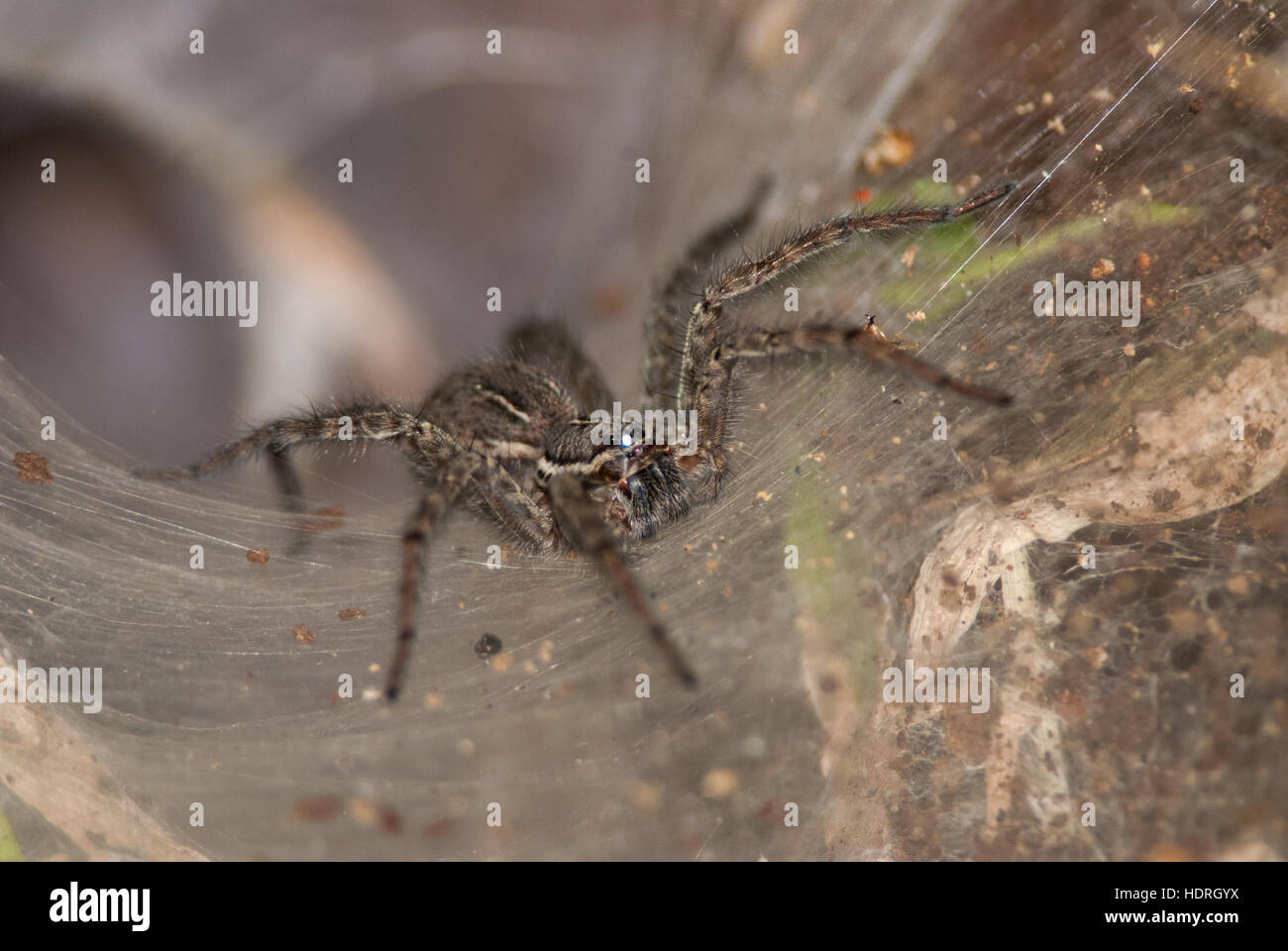 Indian funnel web spider hi-res stock photography and images - Alamy