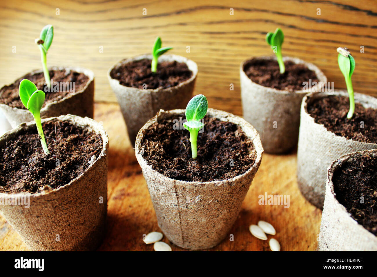 Gardening background.Young fresh seedling growing in pot Stock Photo ...