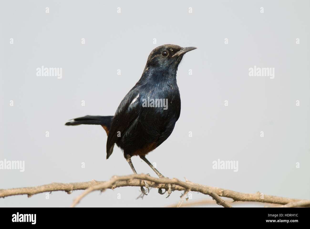 Indian robin hi-res stock photography and images - Alamy