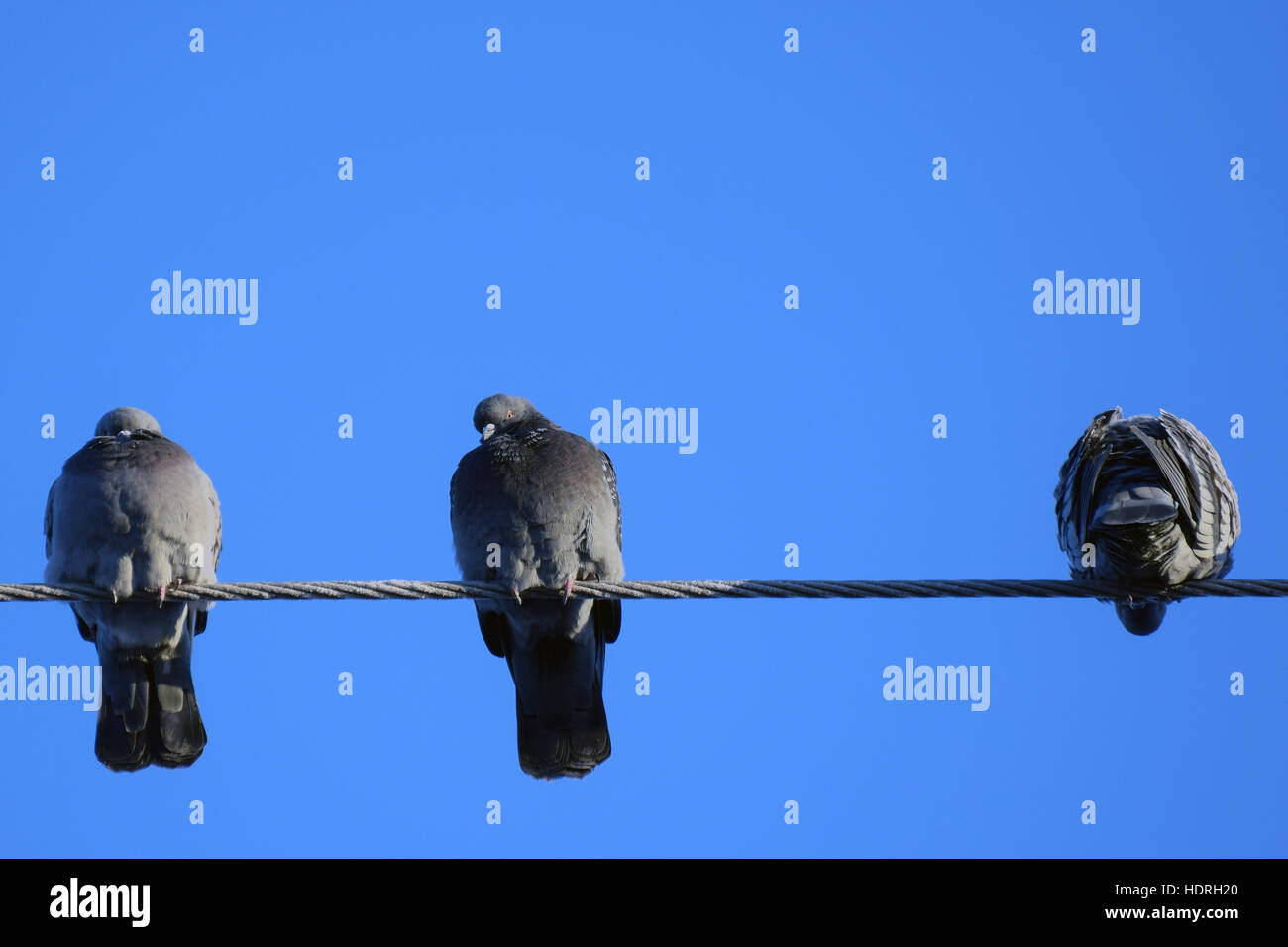 Domestic pigeons on wire Stock Photo - Alamy