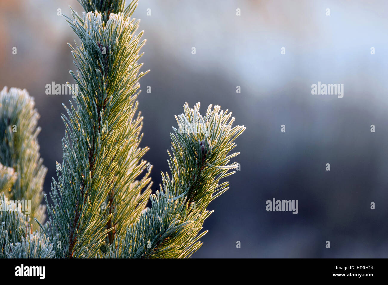 Frosty pine tree hi-res stock photography and images - Alamy
