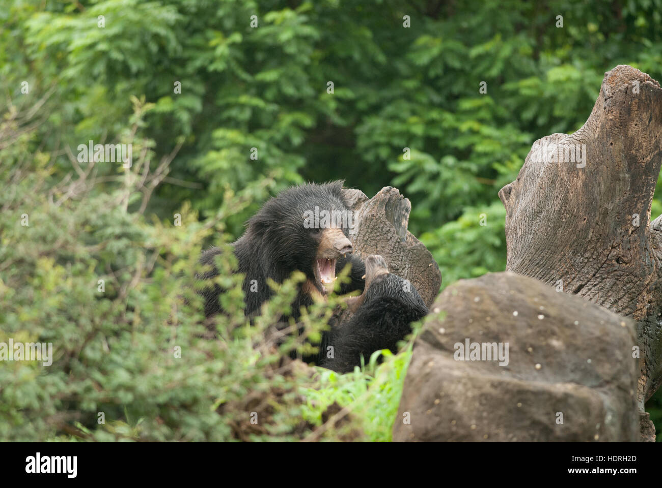 The Indian sun bear fighting at Katraj zoo Pune Stock Photo - Alamy