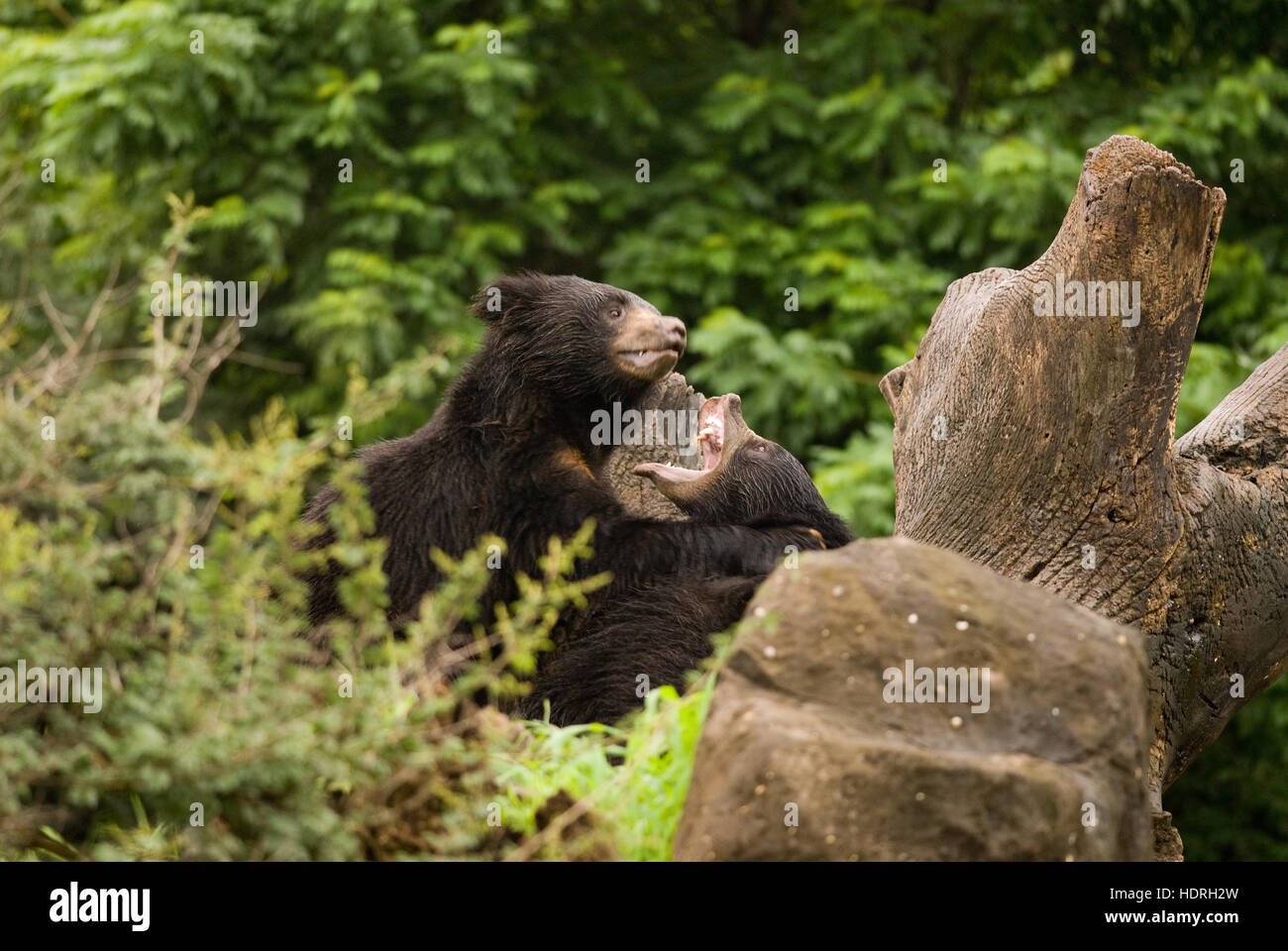 The Indian sun bear fighting at Katraj zoo Pune Stock Photo - Alamy