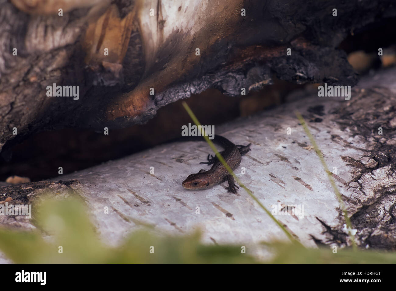 lizard on a birch bark Stock Photo - Alamy