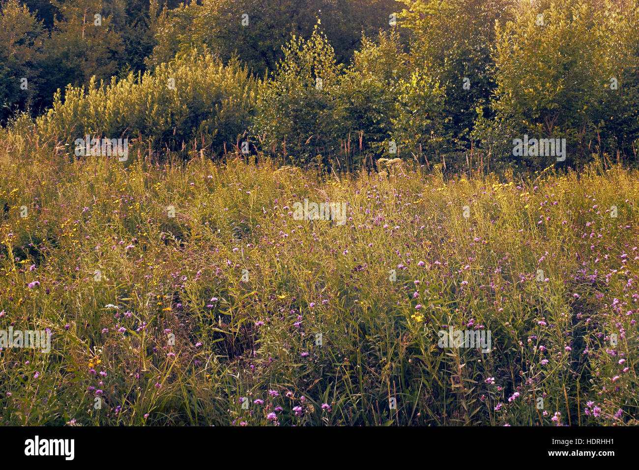 Flower meadow in sunset Stock Photo - Alamy