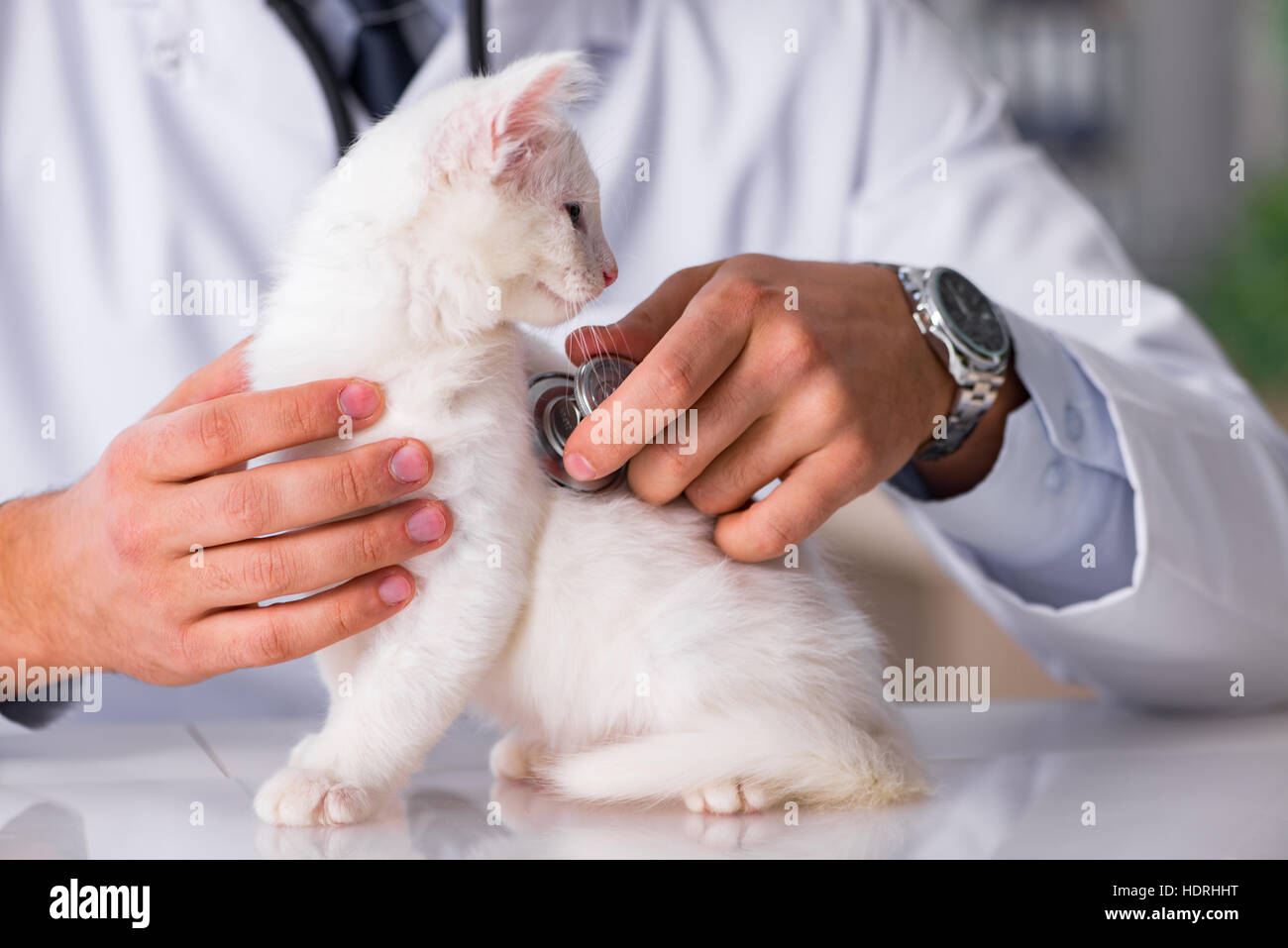 White kitten visiting vet for check up Stock Photo - Alamy