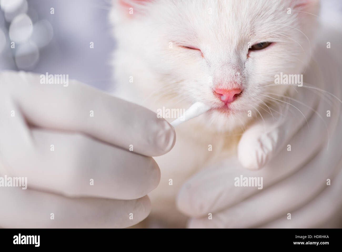White kitten visiting vet for check up Stock Photo - Alamy