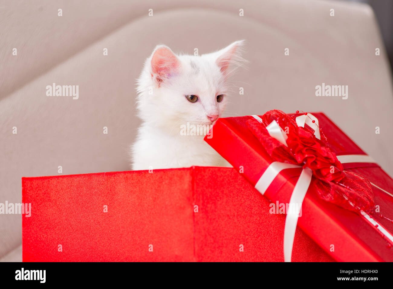 White cat as present in red box Stock Photo - Alamy