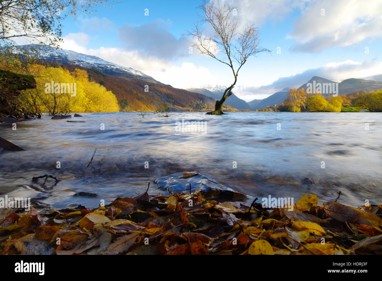 Lonely Tree, Padarn Lake, Snowdonia, Wales Stock Photo - Alamy