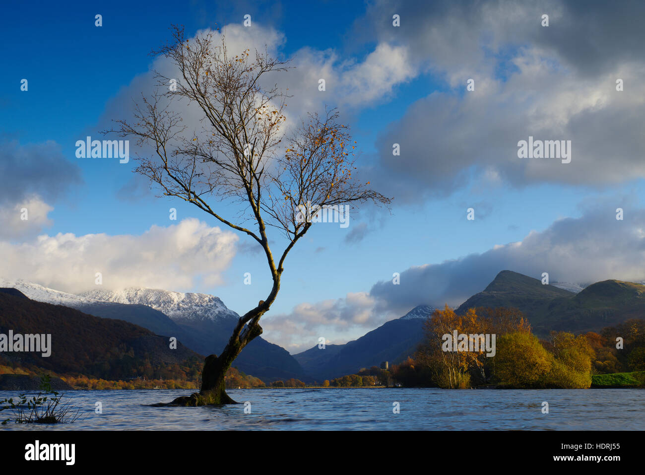 Lonely Tree, Padarn Lake, Snowdonia, Wales Stock Photo - Alamy