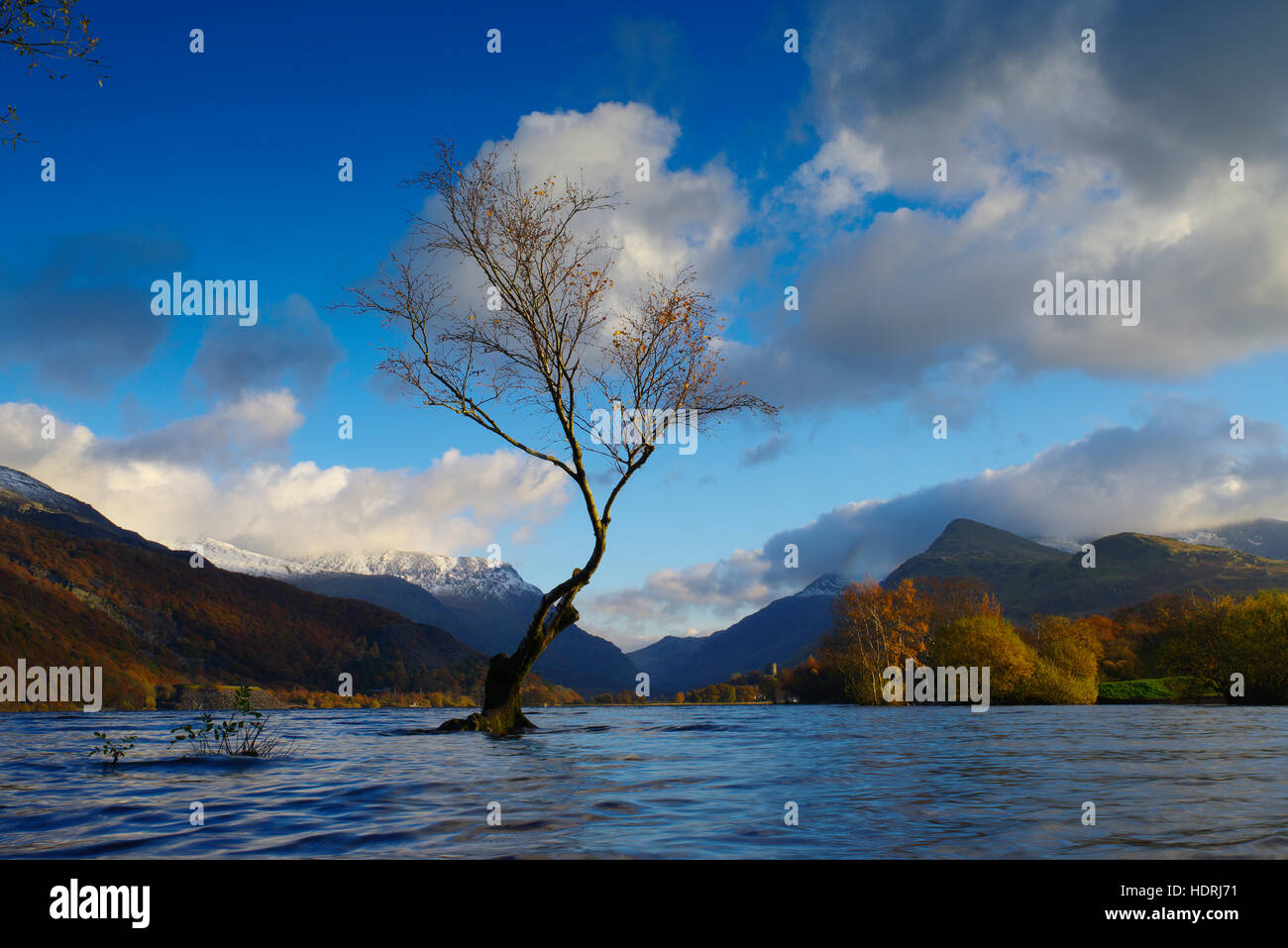 Lonely Tree, Padarn Lake, Snowdonia, Wales Stock Photo - Alamy
