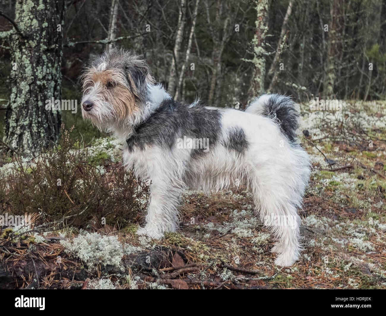 Jakthund hi-res stock photography and images - Alamy