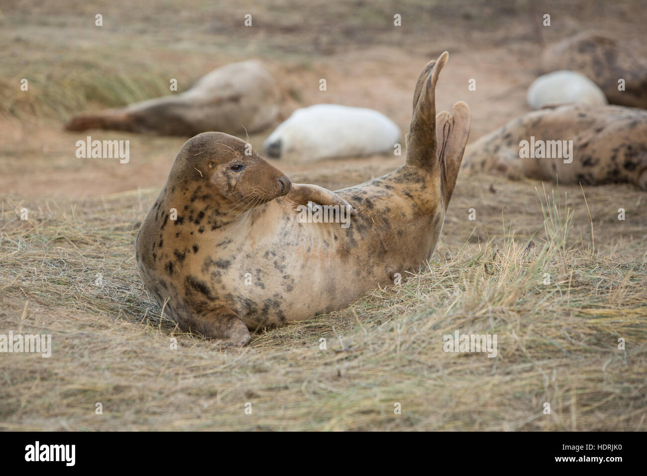 Seals grey basking Stock Photo - Alamy
